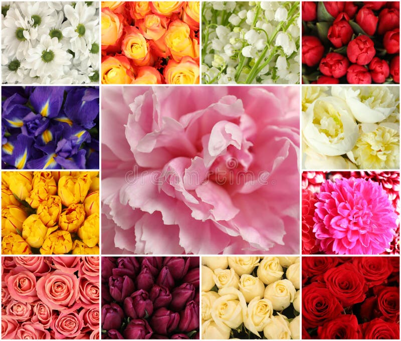 Collage with Photos of Beautiful Fresh Flowers Stock Photo - Image of ...