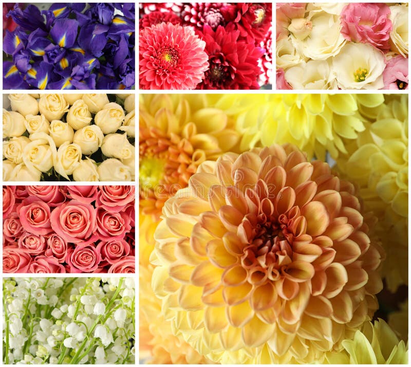 Collage with Photos of Beautiful Fresh Flowers Stock Photo - Image of ...