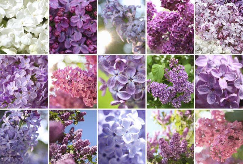 Collage with Photos of Beautiful Lilac Flowers Stock Image - Image of ...