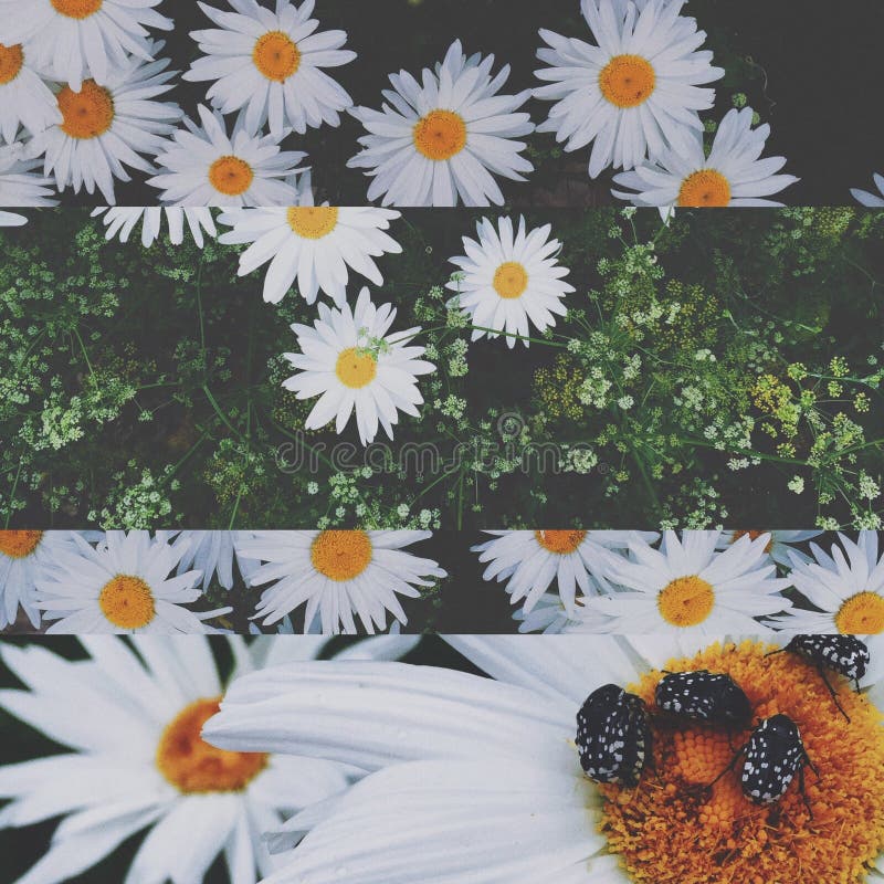 Collage of Photos with Daisies with Insects on it Stock Image - Image ...