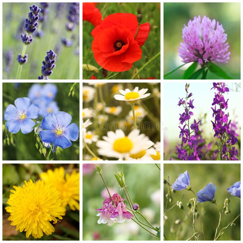 Collage with Photos of Different Beautiful Wild Flowers Stock Image ...
