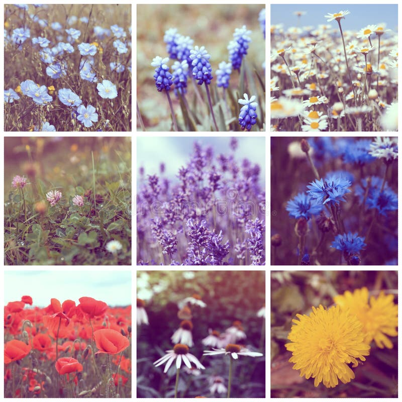 Collage with Photos of Different Beautiful Wild Flowers Stock Image ...