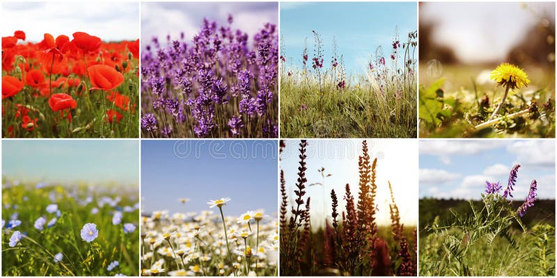 Collage with Photos of Different Beautiful Wild Flowers Growing in ...