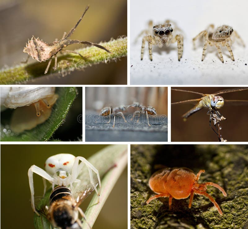 Collage Insects Stock Photos - Download 360 Royalty Free Photos