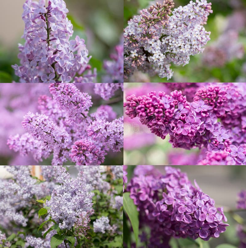 Collage of photos of lilac stock image. Image of collage - 182940787