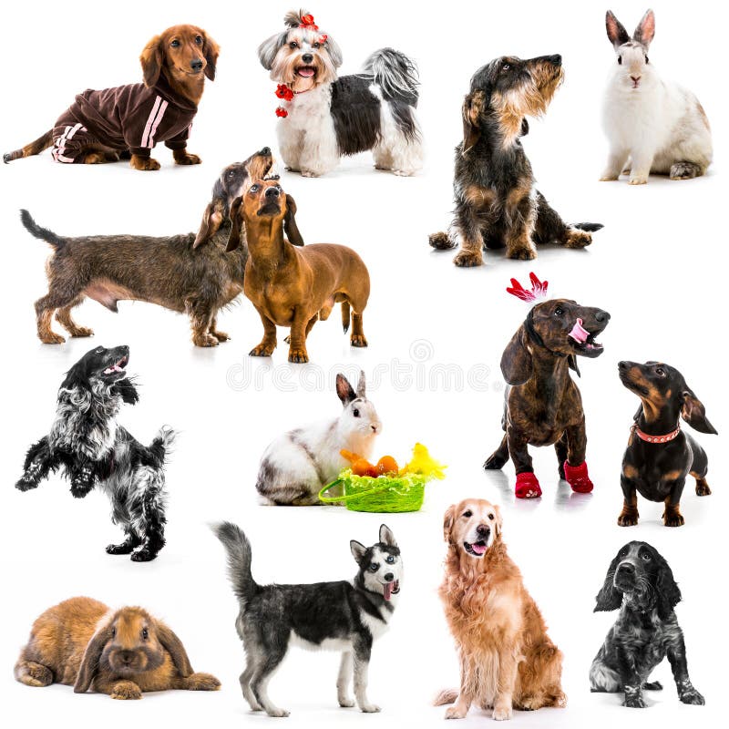 Collage of photos of pets stock image. Image of collage - 50227675