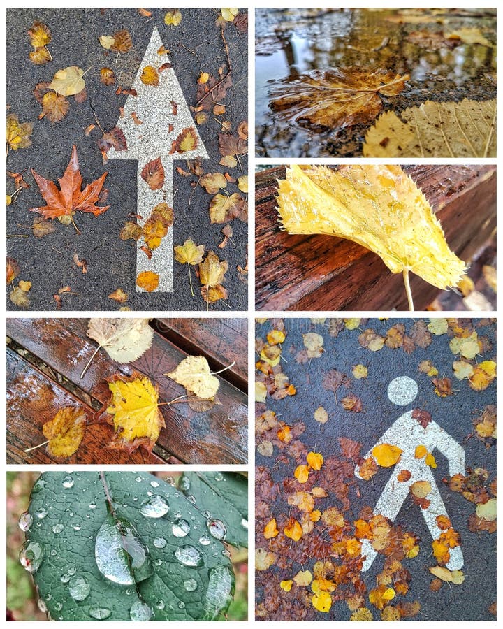 Collage of Photos Showing Autumn Details Stock Photo - Image of food ...