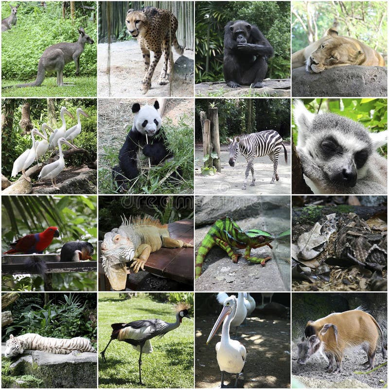 Different animals collage stock image. Image of assortment - 27167497