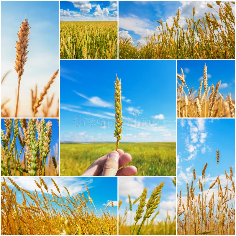 Wheat field collage stock image. Image of grain, agriculture - 15732155
