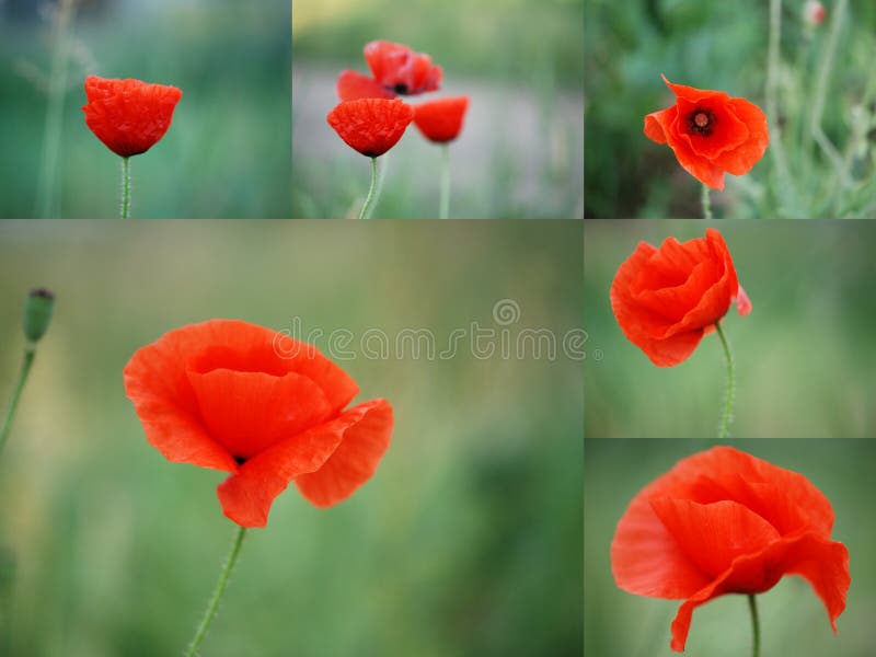 Collage of poppy flower stock image. Image of meadow - 21403749