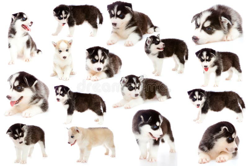 Collage Puppy a Husky, Isolated. Stock Photo - Image of collage, pupil ...