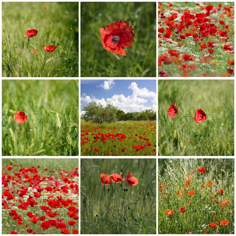 Collage with Red Poppies in Tuscany Stock Photo - Image of closeup ...
