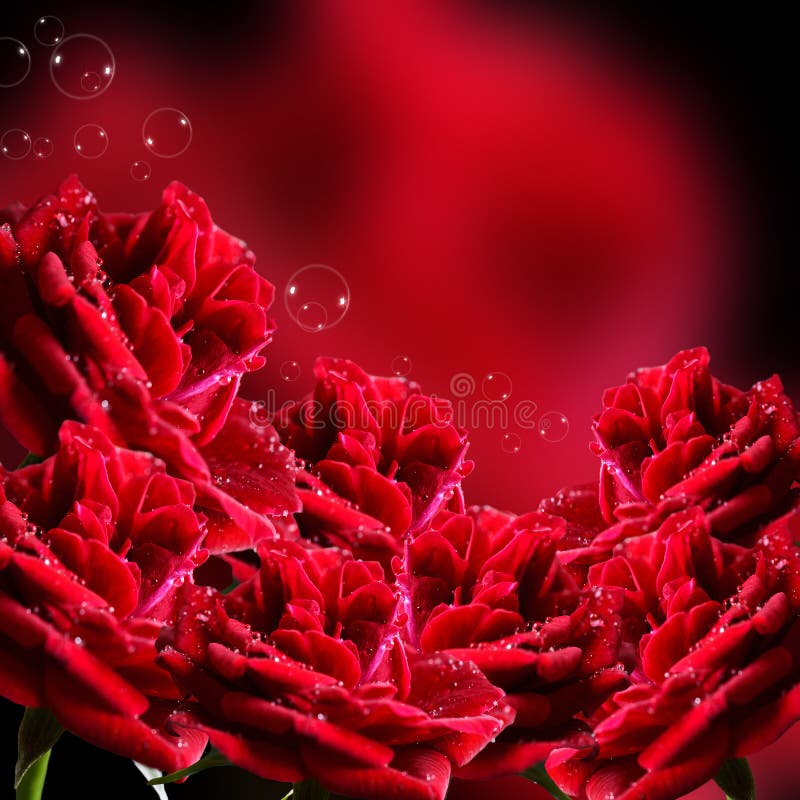 Collage of red roses stock image. Image of bunch, botany - 50525505