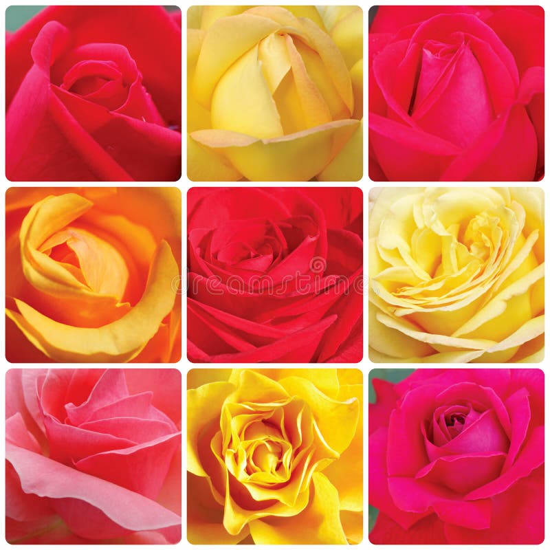 Collage with roses stock image. Image of macro, fragrance - 29950217