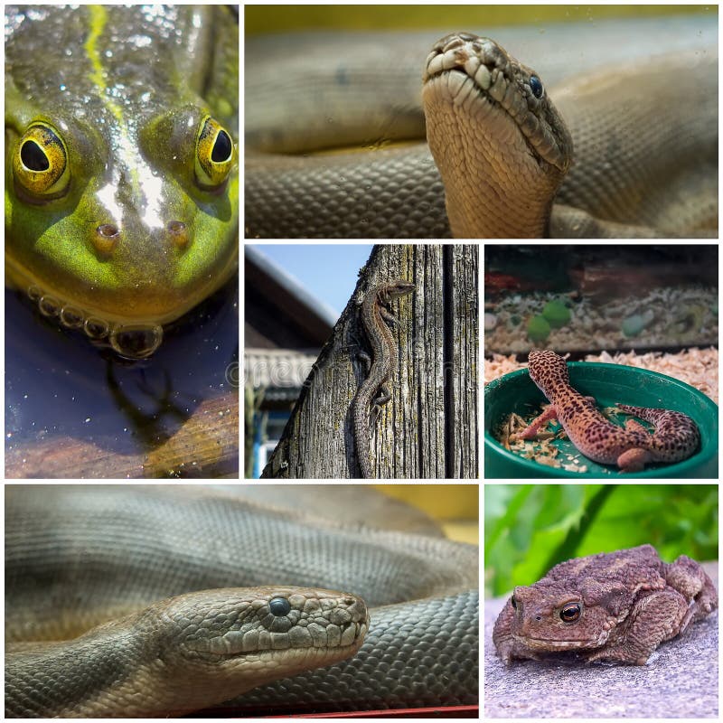 Collage with Reptiles and Amphibians Stock Image - Image of curve ...