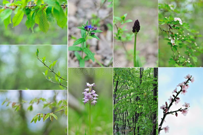 13,639 Bosque Collage Fotos de stock - Fotos libres de regalías de ...