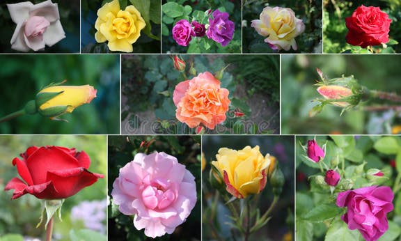 Collage from roses stock photo. Image of mood, orange - 14064558