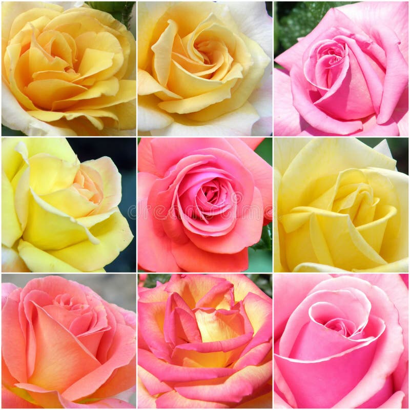 Collage of Roses from Photos Stock Photo - Image of gift, floral: 9171830