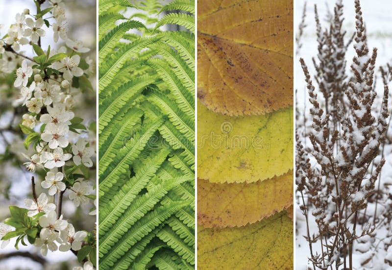 A Collage of Scenes of the Four Seasons Stock Photo - Image of fall ...