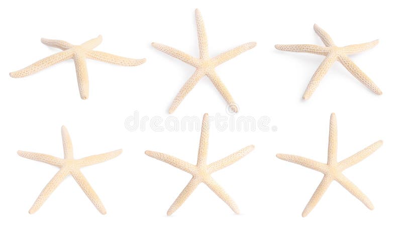 Collage with Sea Star Isolated on White, Different Angles Stock Photo ...