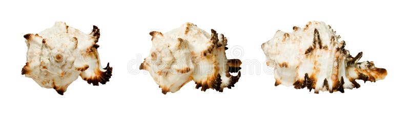 Collage with seashells stock photo. Image of color, white - 13527352