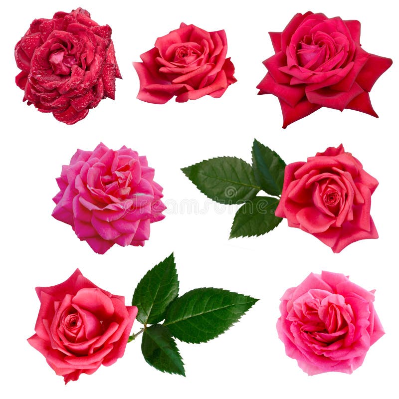 297 Seven Red Roses Stock Photos - Free & Royalty-Free Stock Photos ...