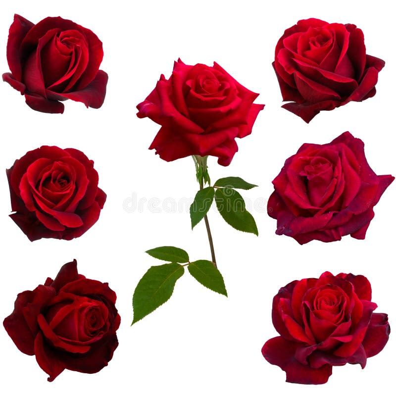 297 Seven Red Roses Stock Photos - Free & Royalty-Free Stock Photos ...