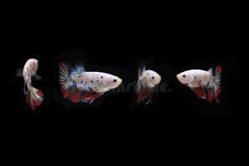 Candy Betta Fish stock photo. Image of bird, reef, wing - 229561312