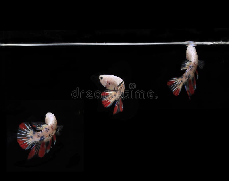 Collage Small Beautiful Candy Betta Fish, at Black Background Stock ...