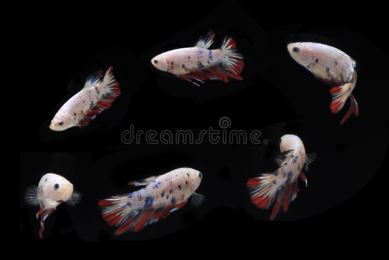 Collage Small Beautiful Candy Betta Fish, at Black Background Stock ...