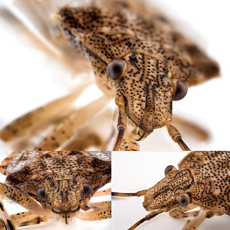 Collage Of Small Flower On Spring Backgrounds Stock Photo - Image of ...