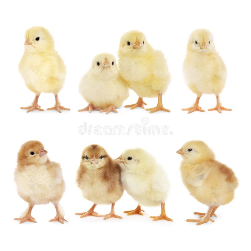 Collage with Small Cute Baby Chickens Isolated on White Stock Photo ...