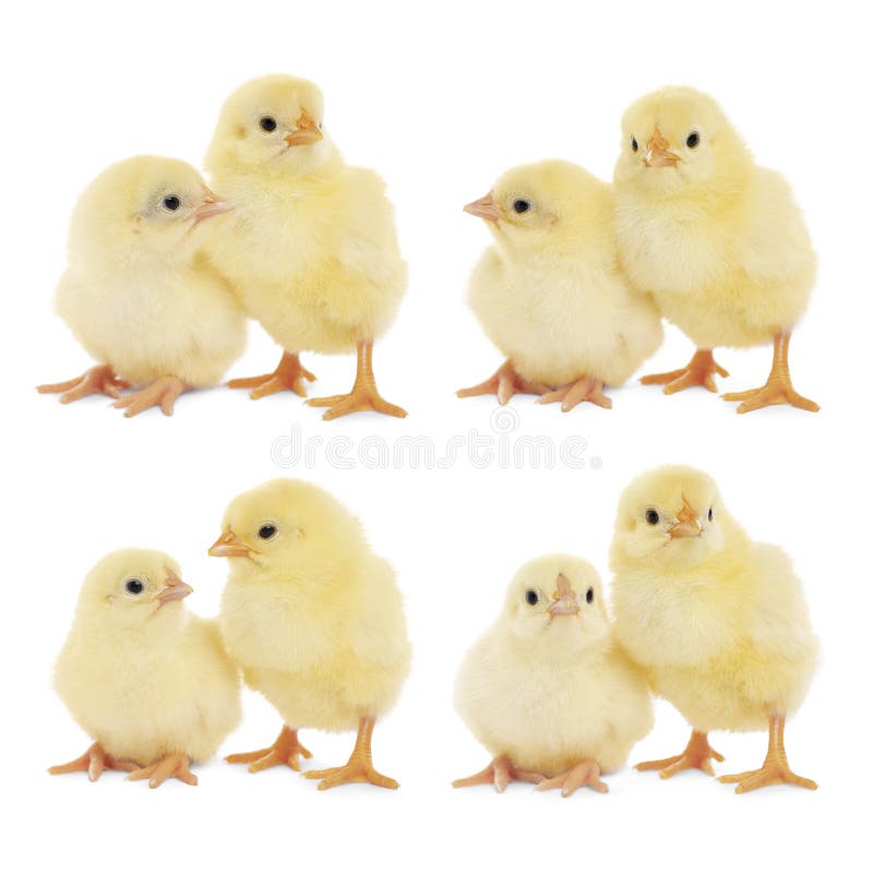 412 Hen Collage Stock Photos - Free & Royalty-Free Stock Photos from ...