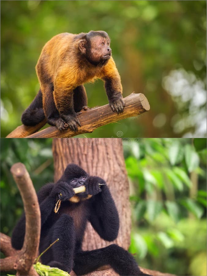 Collage of Small Monkeys Sitting on a Tree. Stock Image - Image of face ...