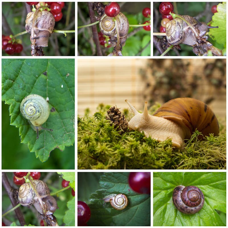 A Collage of Snails in Different Poses on White Background Stock Photo ...