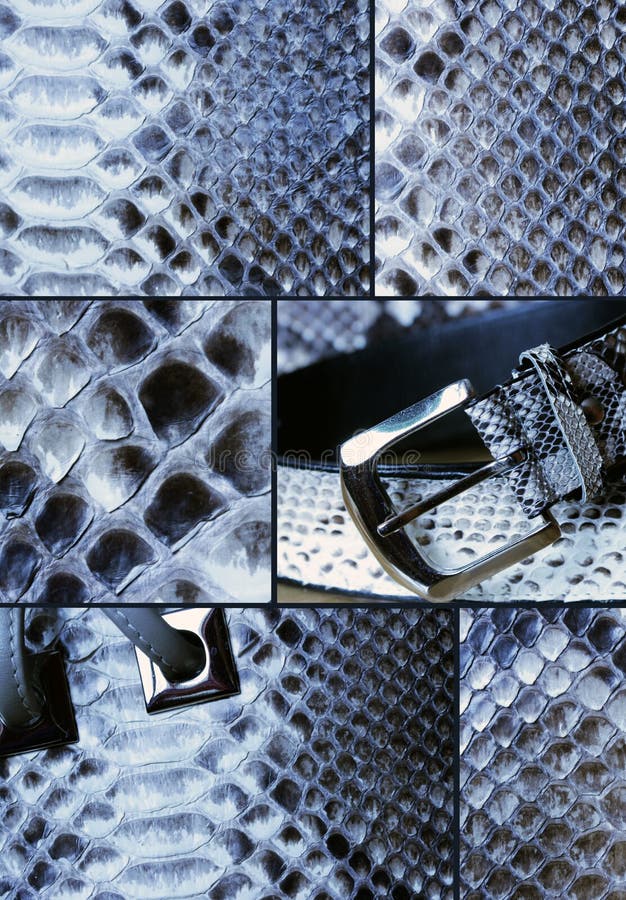 Collage with snake skin stock image. Image of pattern - 28757937