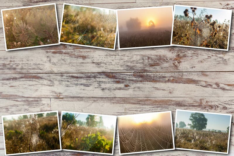 Collage Spider Web in the Background of the Sun. Stock Photo - Image of ...