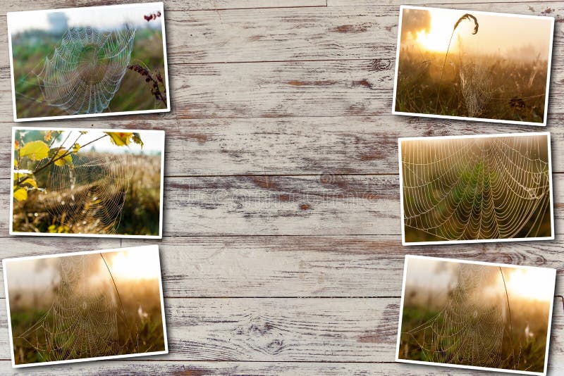 Collage Spider Web in the Background of the Sun. Stock Photo - Image of ...