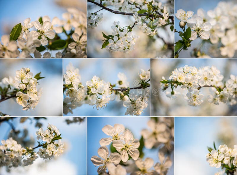 Collage of Spring Flowers. Collection of Blooming Tree in Garden ...