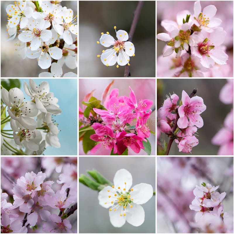 Spring flowers collage stock image. Image of white, beautiful - 30122249