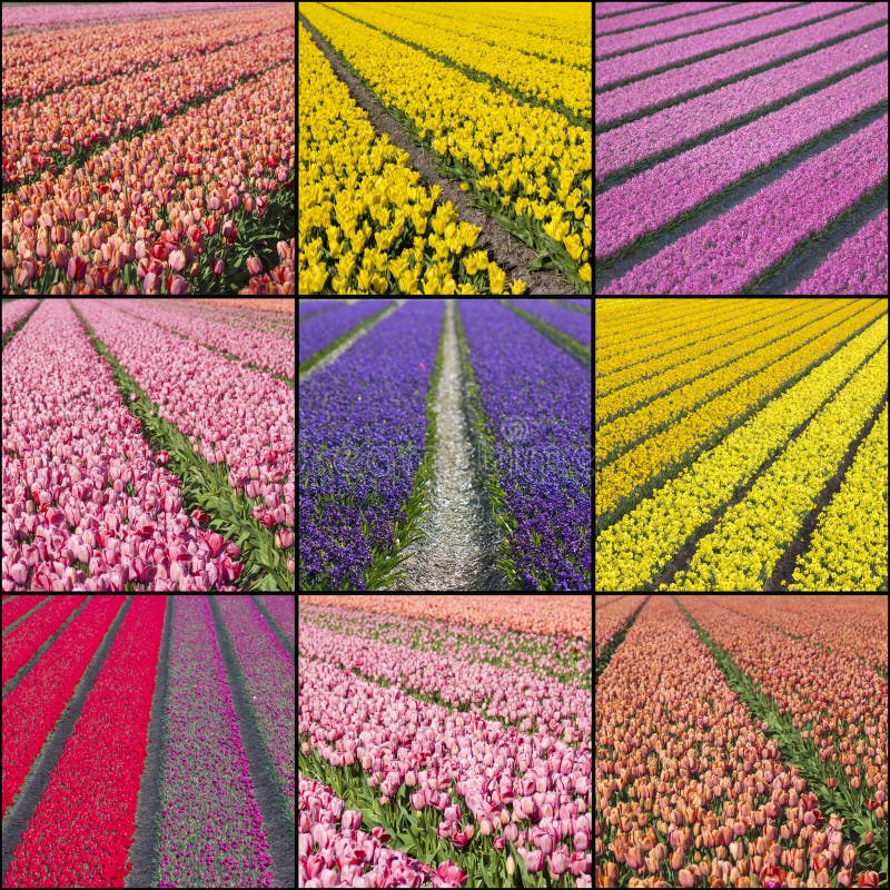 Collage with Spring Flowers Stock Photo - Image of pretty, plant: 269823884