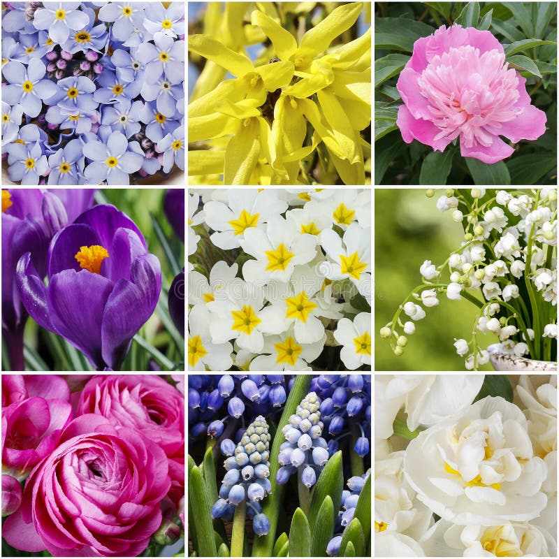 Collage with Spring Flowers Stock Photo - Image of bloom, fragility ...