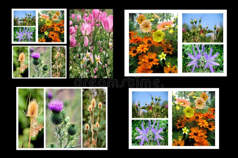 Flower collage stock image. Image of stems, beautiful - 160034859