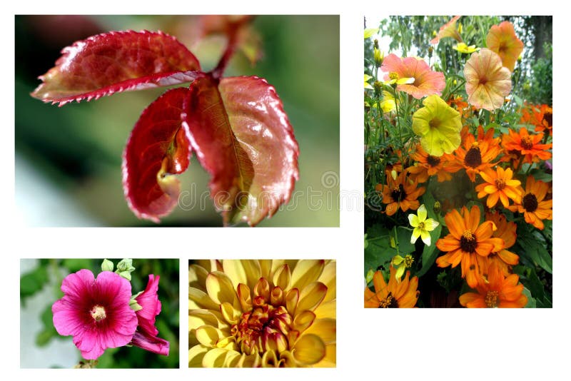 Collage of Beautiful Thistles Stock Image - Image of fields, stems ...
