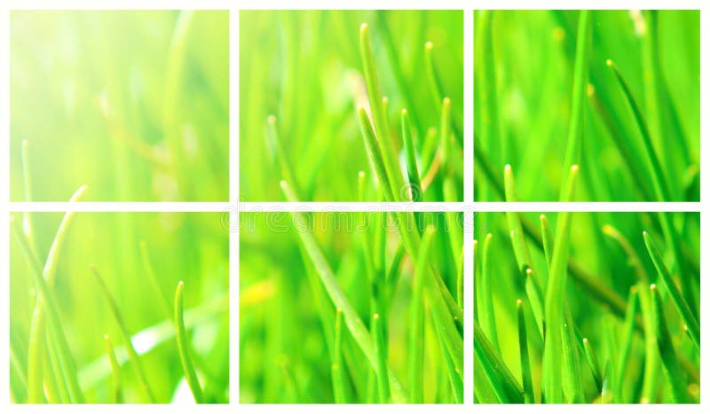 Collage of spring grass stock image. Image of garden - 68683123