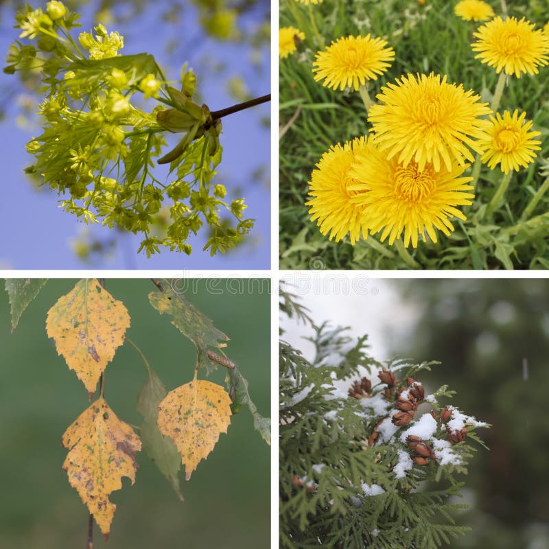 Collage Spring, Summer, Fall, Winter Stock Image - Image of dandelion ...