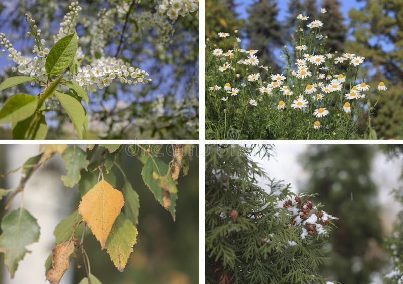 Collage Spring, Summer, Fall, Winter Stock Image - Image of deciduous ...