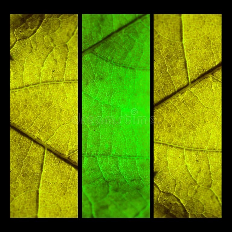 259 Mapple Texture Stock Photos - Free & Royalty-Free Stock Photos from ...