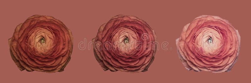 Collage of Three Pastel Colored Buttercup Blossom Macros on Terracotta ...