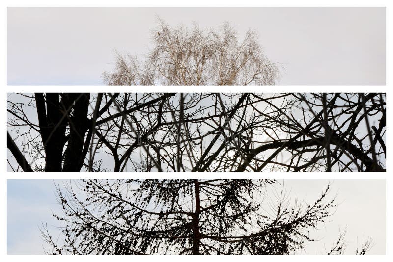 Collage of Three Photos of Trees Stock Photo - Image of collage ...